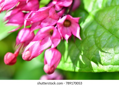 Clerodendrum X Speciosum Java Glory Bean Foto de stock 789170053 ...