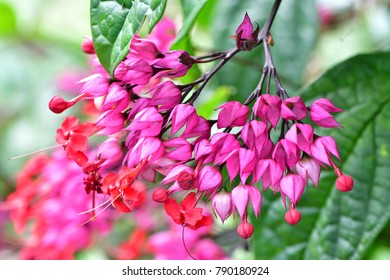 138 Long tube shaped flowers Images, Stock Photos & Vectors | Shutterstock
