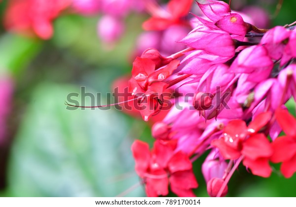 Clerodendrum X Speciosum Java Glory Bean Stock Photo (Edit Now) 789170014