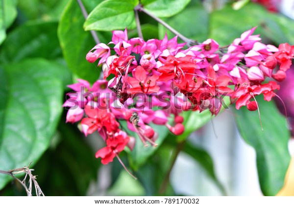 Clerodendrum X Speciosum Java Glory Bean Stock Photo (Edit Now) 789170032