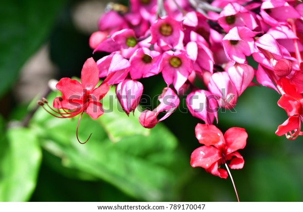 Clerodendrum X Speciosum Java Glory Bean Stock Photo (Edit Now) 789170047