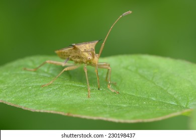 51 imágenes de Cletus - Imágenes, fotos y vectores de stock | Shutterstock
