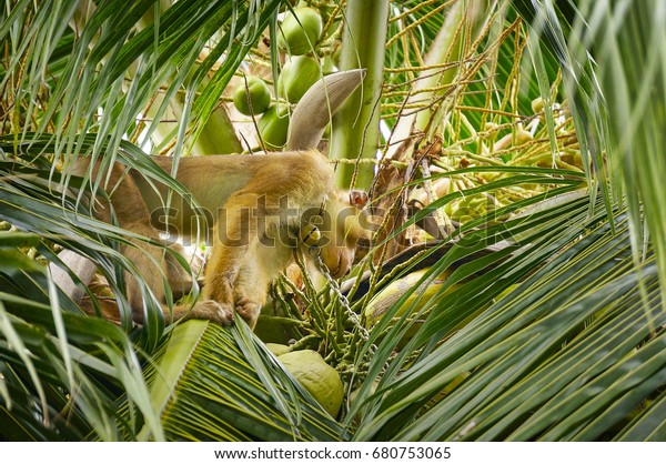 Clever Monkey Picking Coconuts His Master Stock Photo 680753065 ...