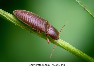 Click Beetle Stock Photo 450227443 | Shutterstock