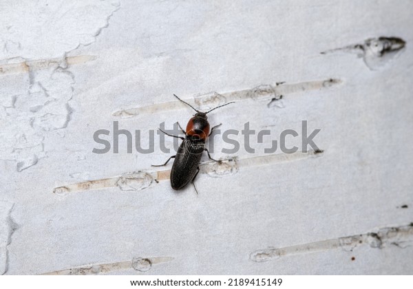 Click Beetle Snapping Beetle Skipjack Close Stock Photo 2189415149 ...