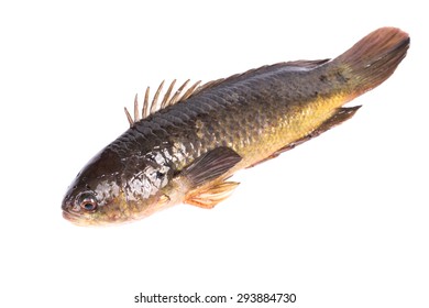 5,130 Climbing perch Images, Stock Photos & Vectors | Shutterstock