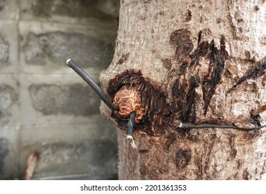 12,222 Clinging To A Tree Images, Stock Photos & Vectors | Shutterstock