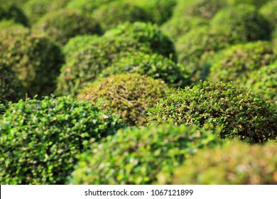 Clipped Box Topiary Cloud Pruning Technique Stock Photo 1067121899 ...