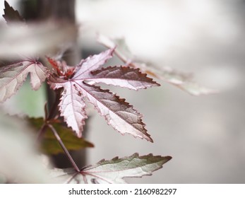 Close 5 Lobe Maple Leaf Stock Photo 2160982297 | Shutterstock