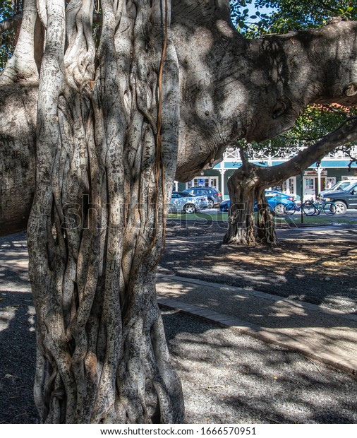 Close Aerial Root Structure Old Banyan Stock Photo 1666570951 ...