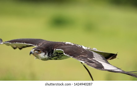 47,007 Black hawk eagle Images, Stock Photos & Vectors | Shutterstock