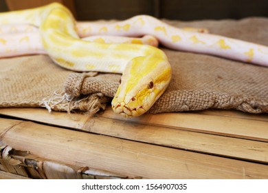 Close Albino Burmese Pythongold Python Stock Photo 1564907035 ...
