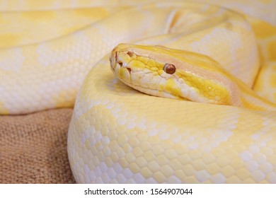 Close Albino Burmese Pythongold Python Stock Photo 1564907044 ...