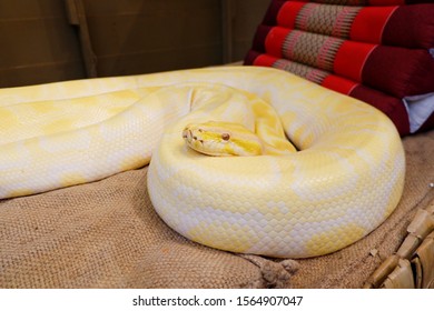 Close Albino Burmese Pythongold Python Stock Photo 1564907047 ...