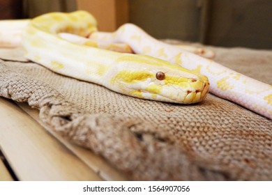 Close Albino Burmese Pythongold Python Stock Photo 1564907056 ...