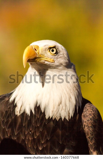 Close American Bald Eagle Fall Colors Stock Photo 160377668 | Shutterstock