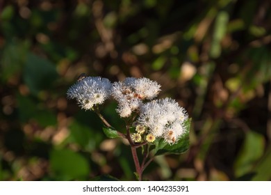 Close Anaphalis Javanica Known Java Edelweiss Foto de stock 1404235391 ...