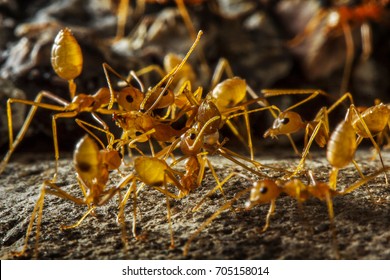 1,821 Fire ant colony Images, Stock Photos & Vectors | Shutterstock