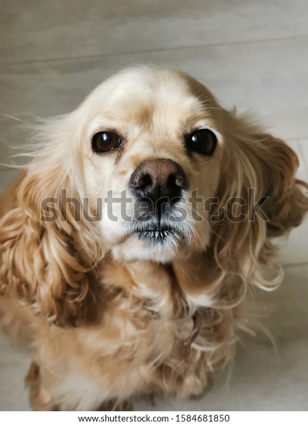 Close Background Beige Cocker Spaniel Dog Stock Photo (Edit Now) 1584681850