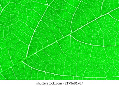 Close Backlit Runner Bean Leaf Showing Stock Photo 2193681787 ...