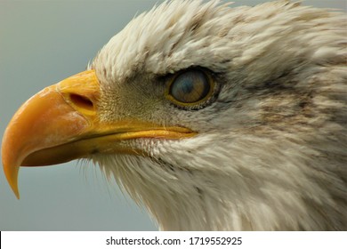 Closeup American Bald Eagle Stock Photo (Edit Now) 144521864