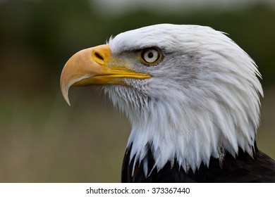 Head Bald Eagle Haliaeetus Leucocephalus On Stock Photo 162383207 ...