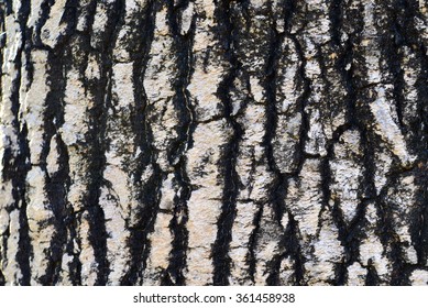 Close Bark Background Texture Stock Photo 361458938 | Shutterstock