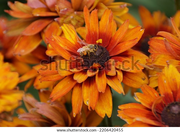 Close Bee Pollinating Cherokee Sunset Rudbeckia Stock Photo 2206420455 ...