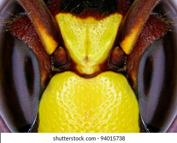 42,895 Bee eyes Images, Stock Photos & Vectors | Shutterstock