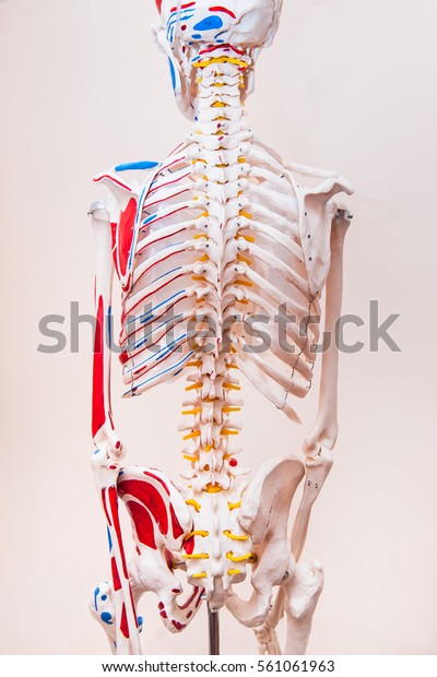 Close Behind View Human Skeleton Anatomical Stock Photo 561061963 ...