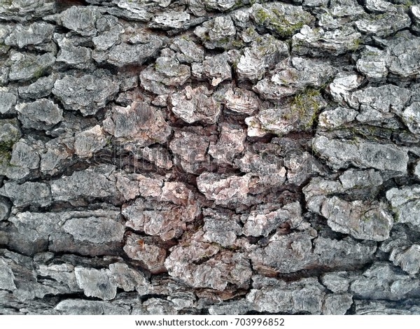 Close Black Cherry Bark Texture Stock Photo 703996852 | Shutterstock