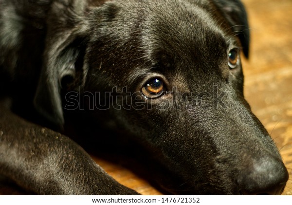 Close Black Labrador Face While Laying Stock Photo (Edit Now) 1476721352