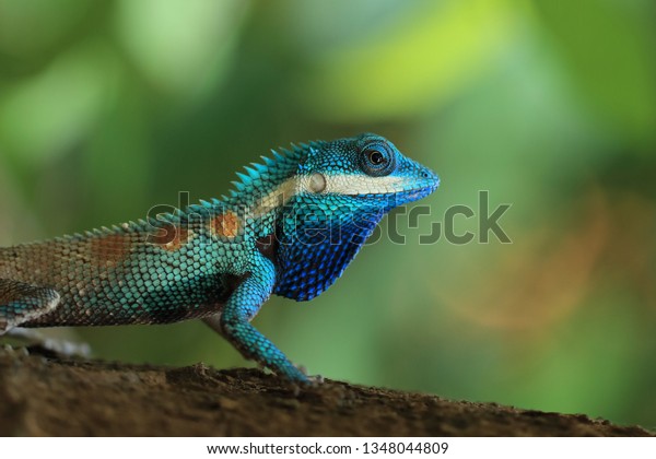 Close Blue Crested Lizard Calotes Mystaceus Stock Photo 1348044809 ...