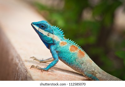 11,952 Blue headed lizard Images, Stock Photos & Vectors | Shutterstock