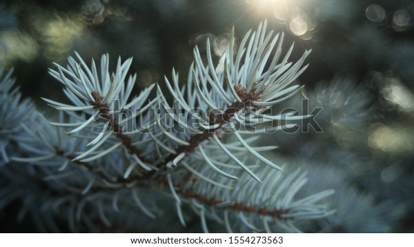Close Blue Pine Tree Chilling Winter Stock Photo 1554273563 | Shutterstock