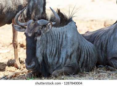 406 Gnu face Images, Stock Photos & Vectors | Shutterstock
