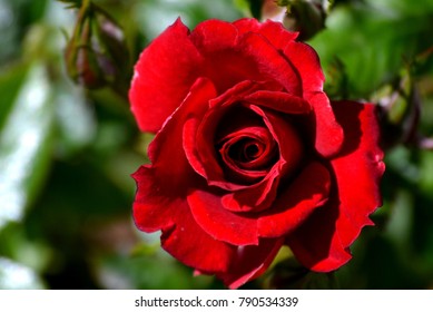 Portfólio de fotos e imagens stock de saraa97 | Shutterstock