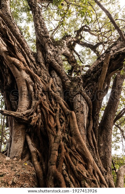 Close Braided Limb Temple Tree Beautiful Stock Photo 1927413926 ...