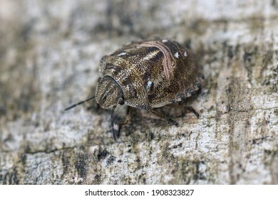 38 Hemipterous insect Images, Stock Photos & Vectors | Shutterstock