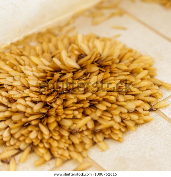 Close Bug Crowd Flying Termites Mating Stock Photo 1080752615 ...