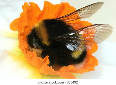 Insect Systems Close Up Of A Bumble PPT template 32 | CrystalGraphics