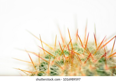 Close Cactus Long Sharp Spines Stock Photo (Edit Now) 1016989597