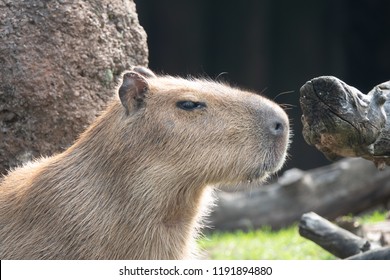 86 Chiguiros Images, Stock Photos & Vectors | Shutterstock