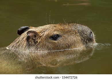 Nutria Myocastor Coypus Known Nutria Large Stock Photo (Edit Now ...