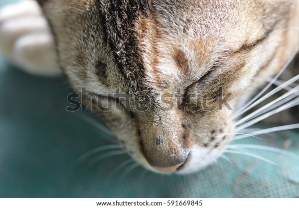 Close Cat Face While Sleeping Stock Photo 591669845 | Shutterstock