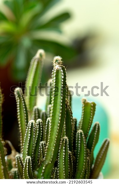 Close Catcus On Greenish Background Stock Photo 2192603545 | Shutterstock