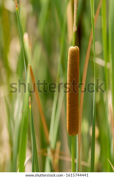 Close Cattail Reed Seed Pod Stock Photo 1615744441 | Shutterstock