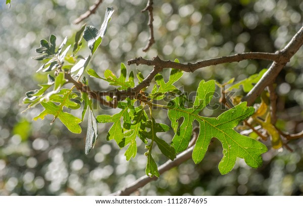 Close Cellular Reticulate Patterns Leaves Gambels Stock Photo (Edit Now ...