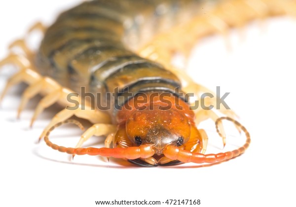 Close Centipede Face On White Background Stock Photo 472147168 ...