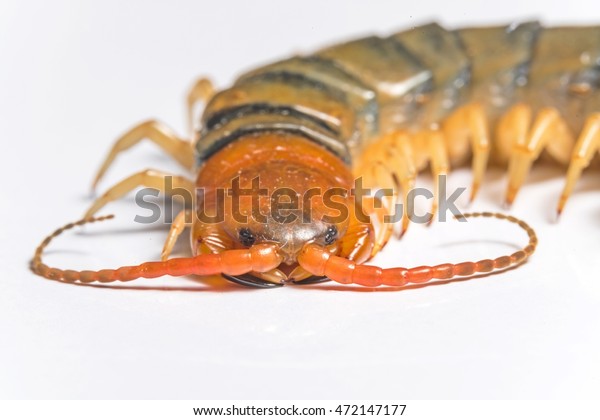 Close Centipede Face On White Background Stock Photo 472147177 ...
